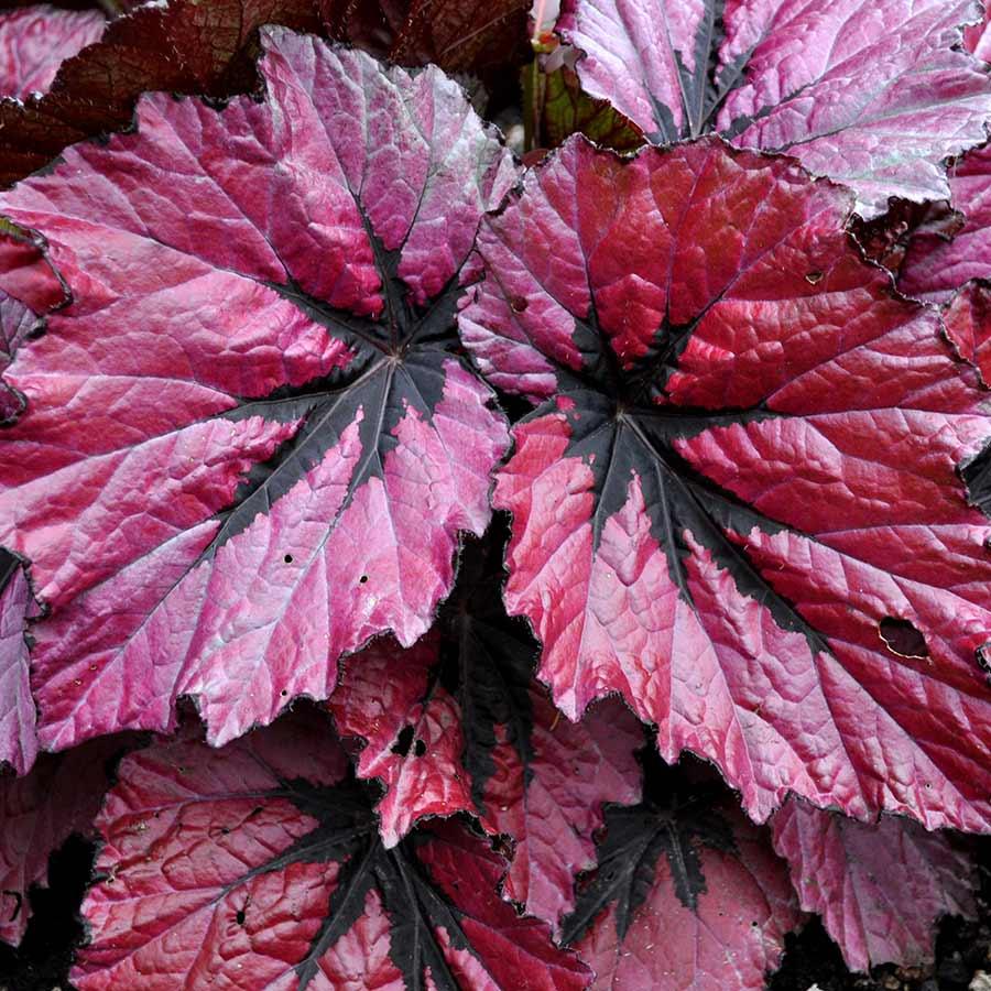 Rex Begonia (Begonia T Rex™ Ruby Slippers) in the Begonias Database ...