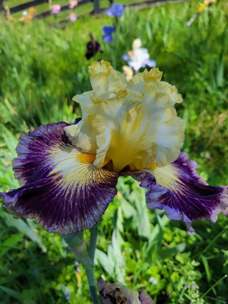 Photo of the bloom of Tall Bearded Iris (Iris 'Cold Fusion') posted by ...