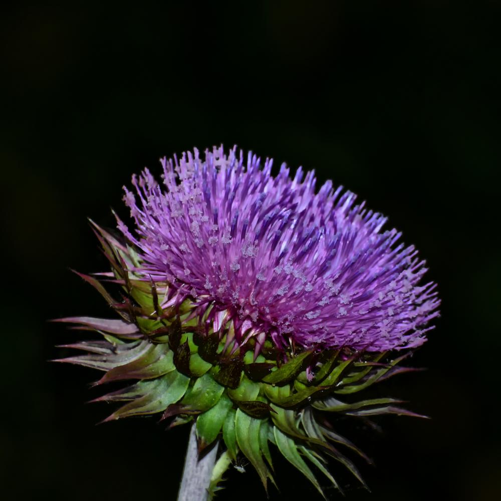 Field Thistle (Cirsium discolor) - Garden.org