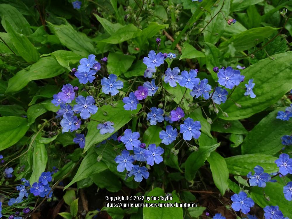 Photo of the bloom of Navelwort (Omphalodes cappadocica 'Cherry Ingram ...