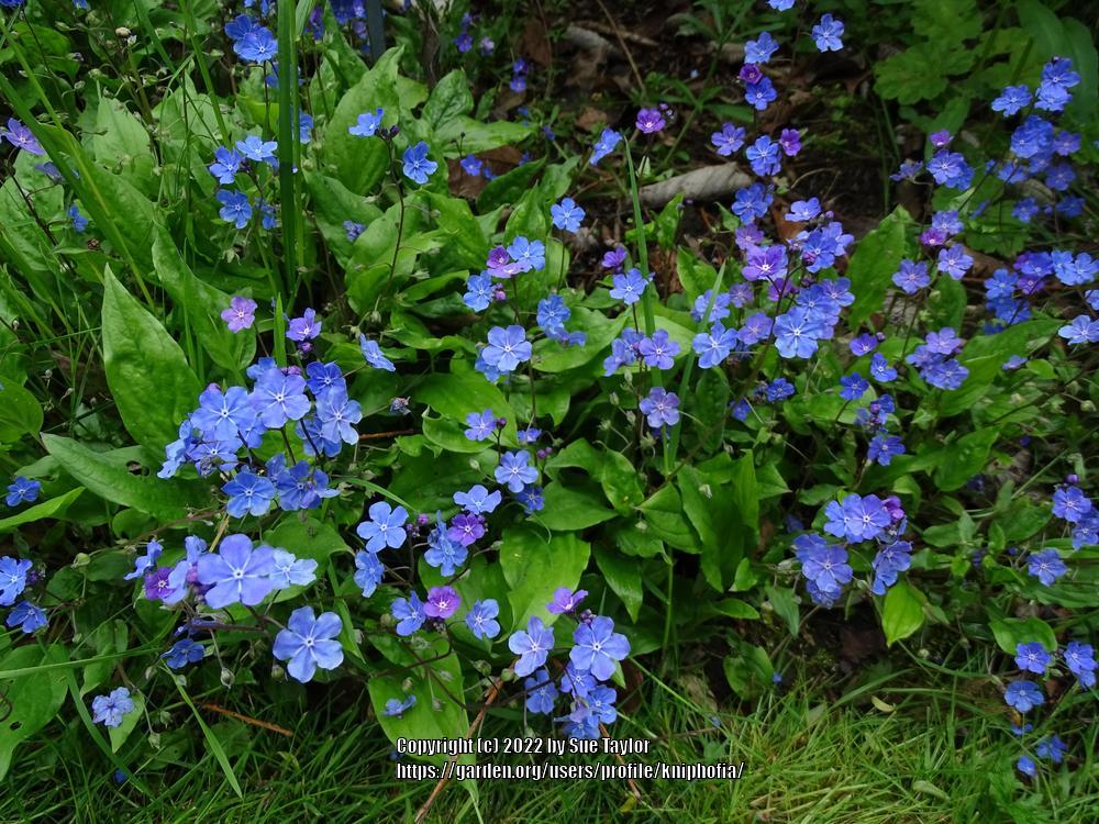 Photo of the entire plant of Navelwort (Omphalodes cappadocica 'Cherry ...