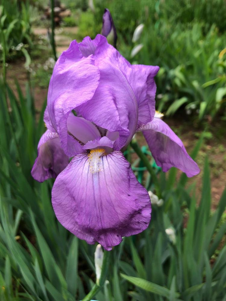 Photo of the bloom of Tall Bearded Iris (Iris 'Pink Satin') posted by ...