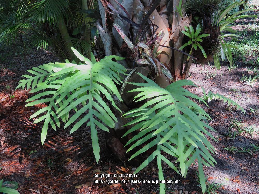 Photo of the entire plant of Cabbage Palm Fern (Phlebodium aureum ...