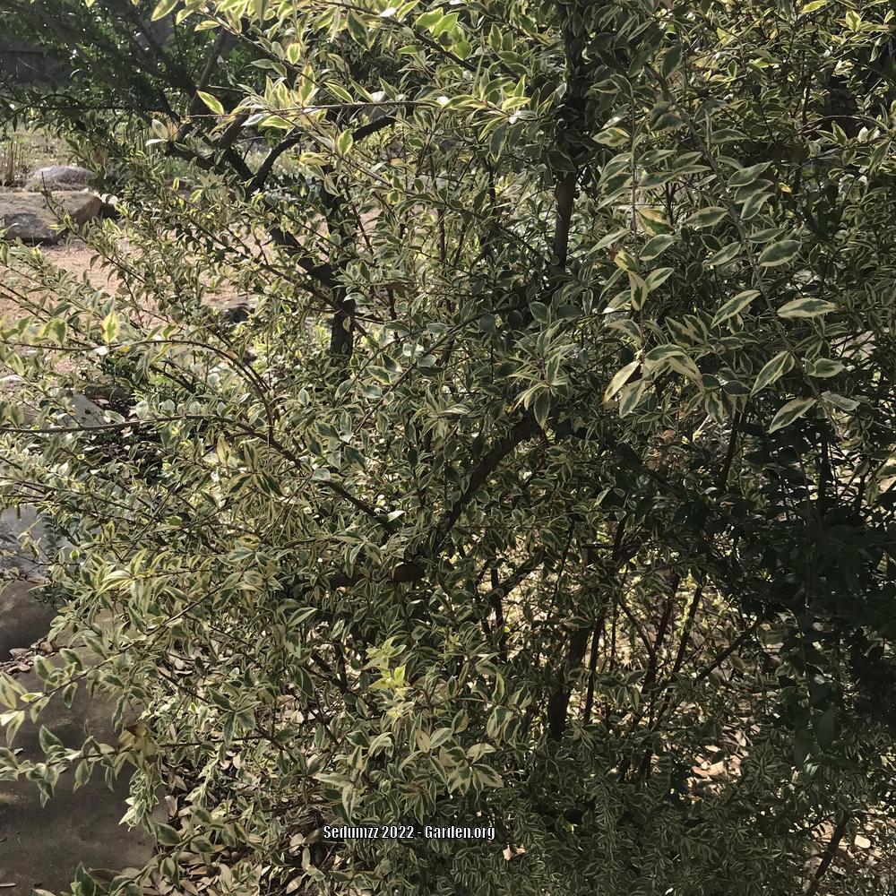 Photo of the entire plant of Variegated Dwarf Myrtle (Myrtus communis ...