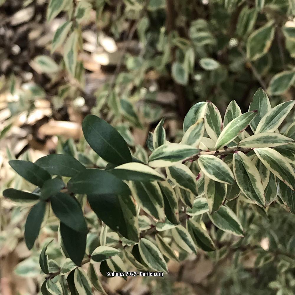 Photo of the leaves of Variegated Dwarf Myrtle (Myrtus communis ...