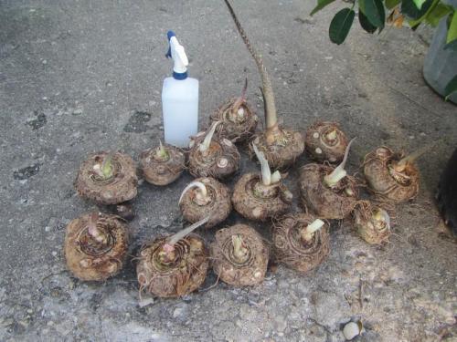 Midwest Weather and everything else in the Midwest Gardening forum ...