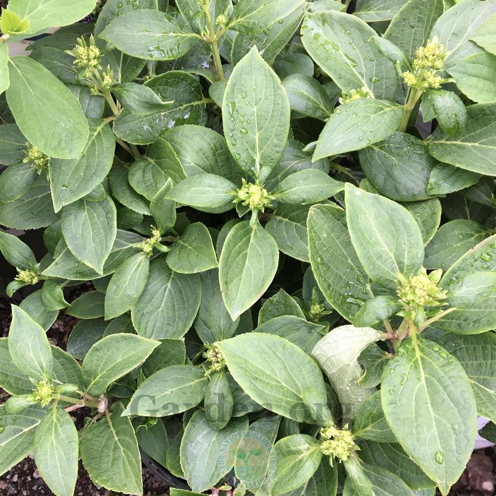 Photo of the leaves of Panicle Hydrangea (Hydrangea paniculata Early ...