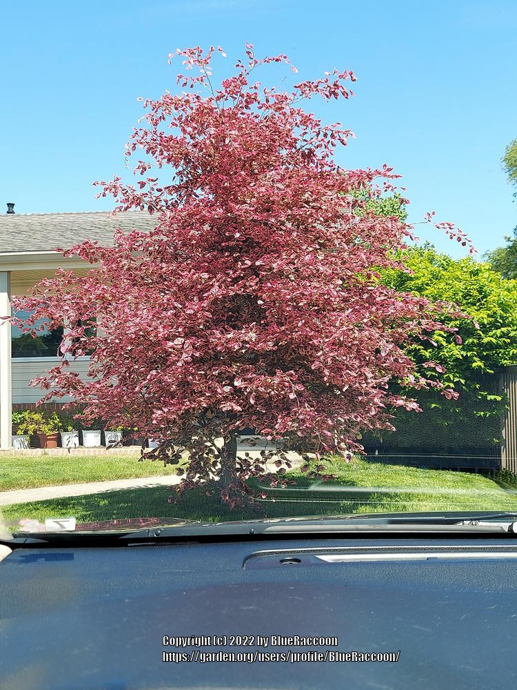 What is this pink leaved tree? in the Plant ID forum - Garden.org