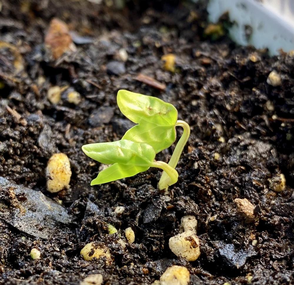 Photo of the seedling or young plant of Ipomoea lottiae posted by ...