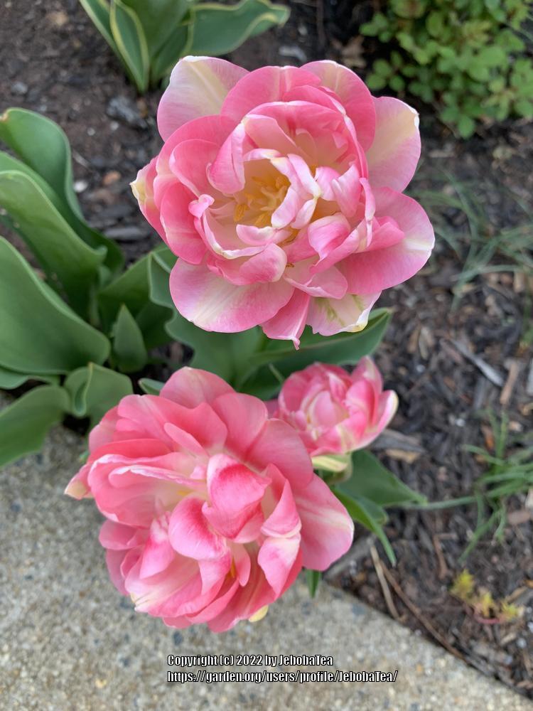 Double Late Tulip (Tulipa 'Finola') in the Tulips Database - Garden.org