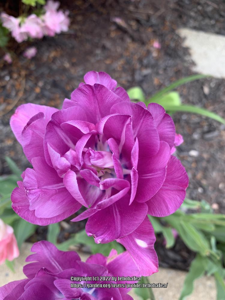 Photo of the bloom of Double Late Tulip (Tulipa 'Blue Diamond') posted ...