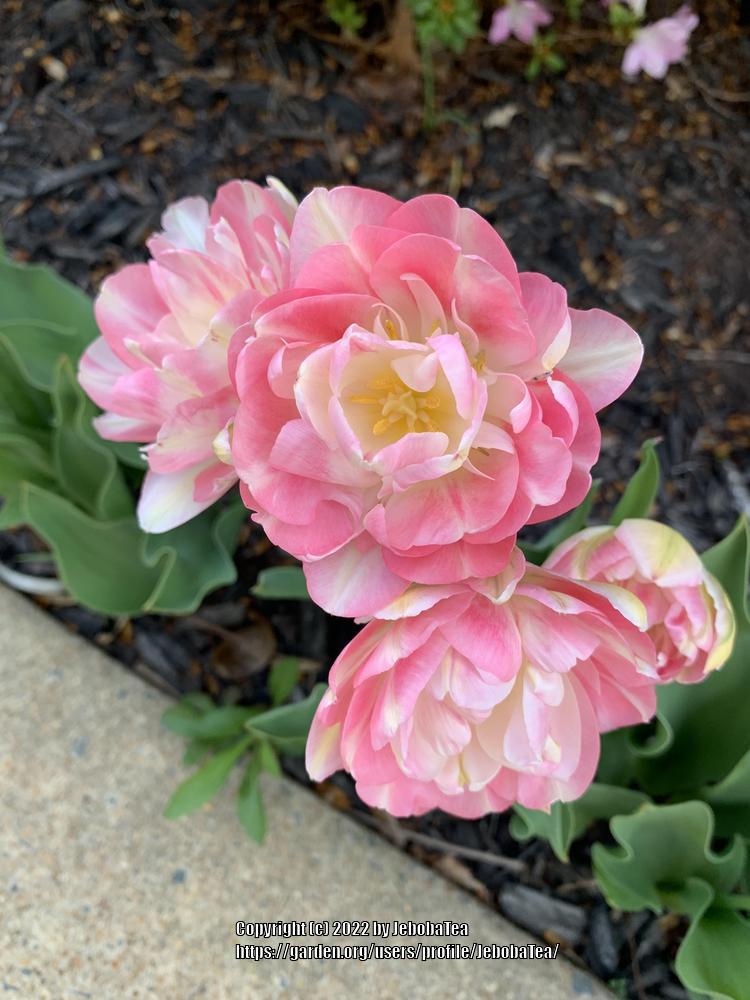 Photo of the entire plant of Double Late Tulip (Tulipa 'Finola') posted ...