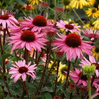 Photo of the bloom of Purple Coneflower (Echinacea 'Merlot') posted by ...