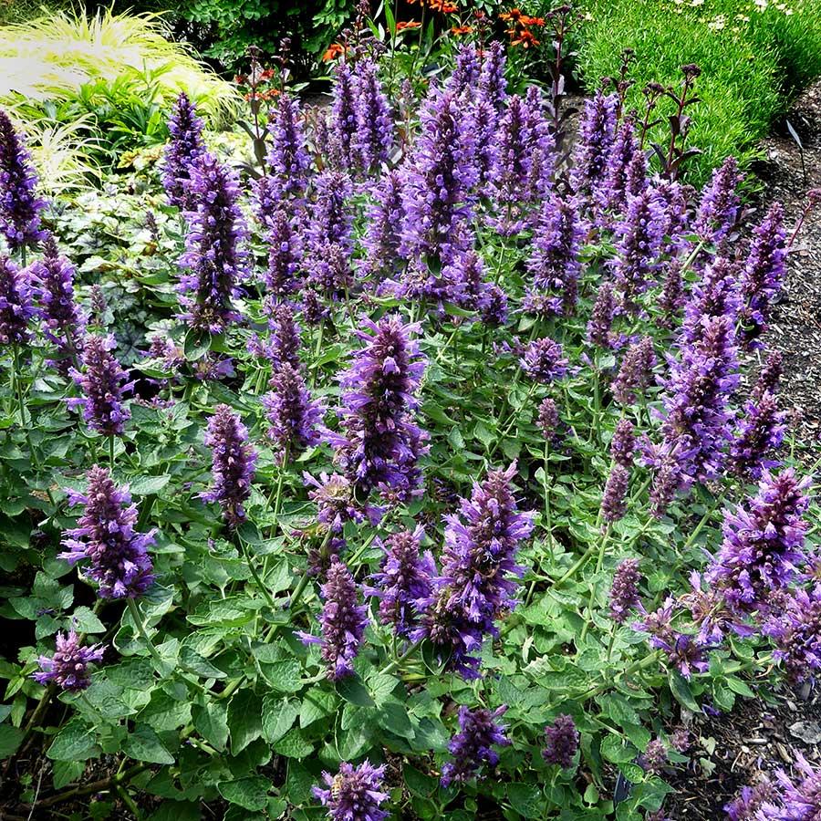 Dwarf Hummingbird Mint (Agastache Poquito™ Dark Blue) in the Anise ...