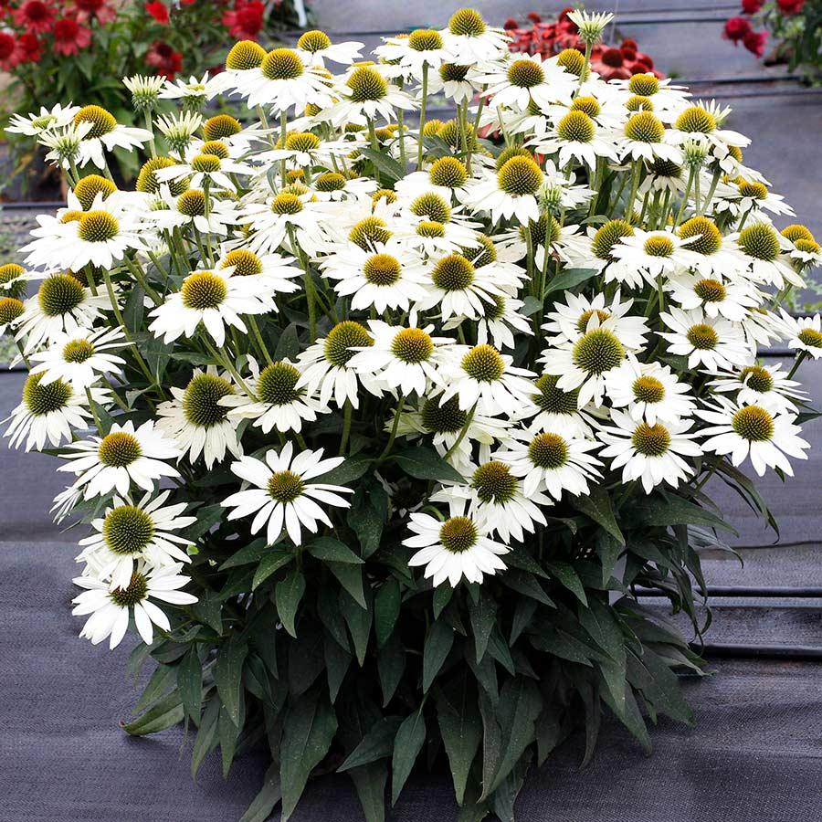 Photo of the entire plant of Dwarf Coneflower (Echinacea Kismet® White ...