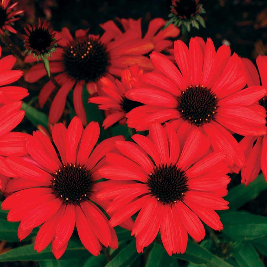 Photo of the bloom of Dwarf Coneflower (Echinacea Prima™ Ruby) posted ...