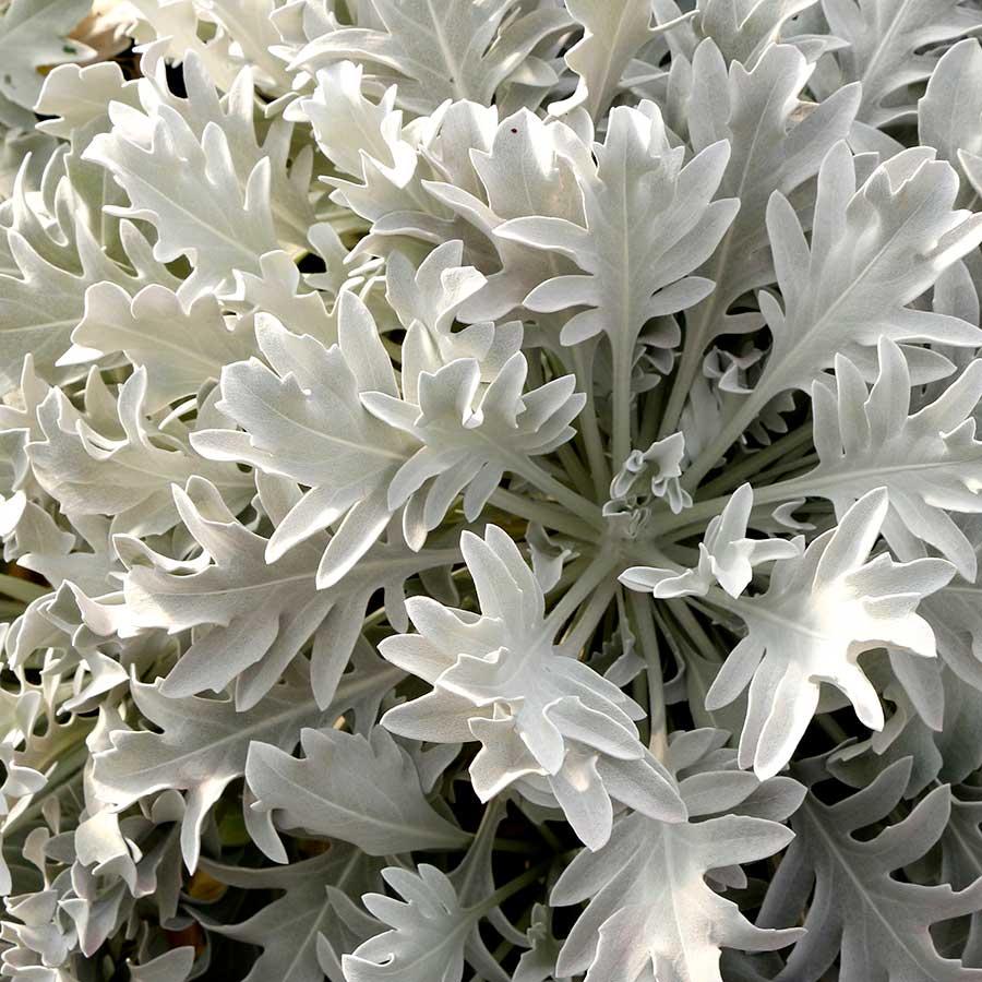 Photo of the leaves of Silver-Knapweed (Centaurea ragusina 'Snowy Owl ...