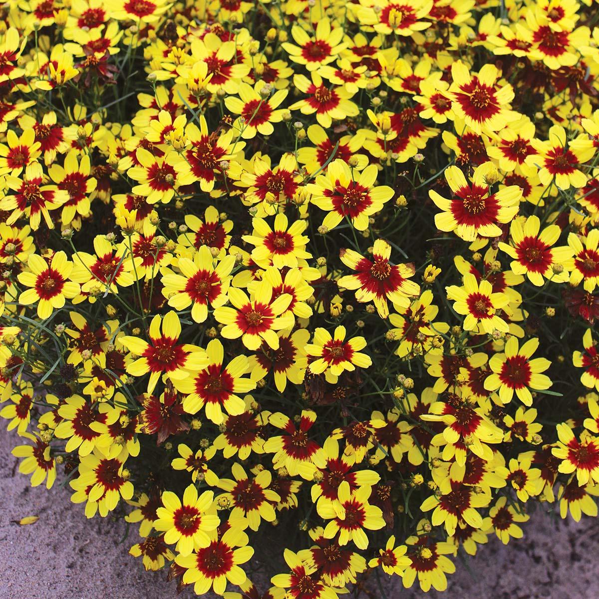 Tickseed (Coreopsis 'Firefly') in the Tickseeds Database - Garden.org