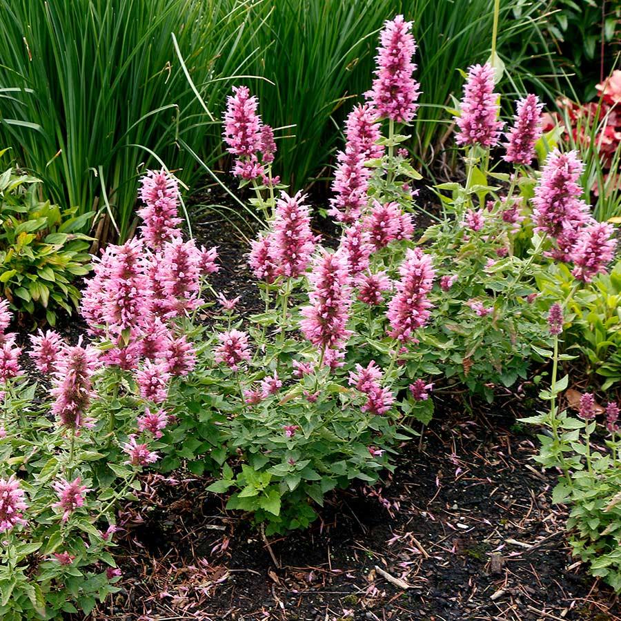 Photo of the entire plant of Dwarf Hummingbird Mint (Agastache Poquito ...