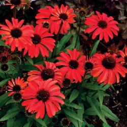 Dwarf Coneflower (Echinacea Prima™ Ruby) in the Coneflowers Database ...