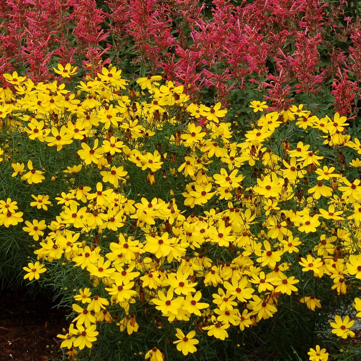 Photo of the entire plant of Perennial Tickseed (Coreopsis 'Imperial ...
