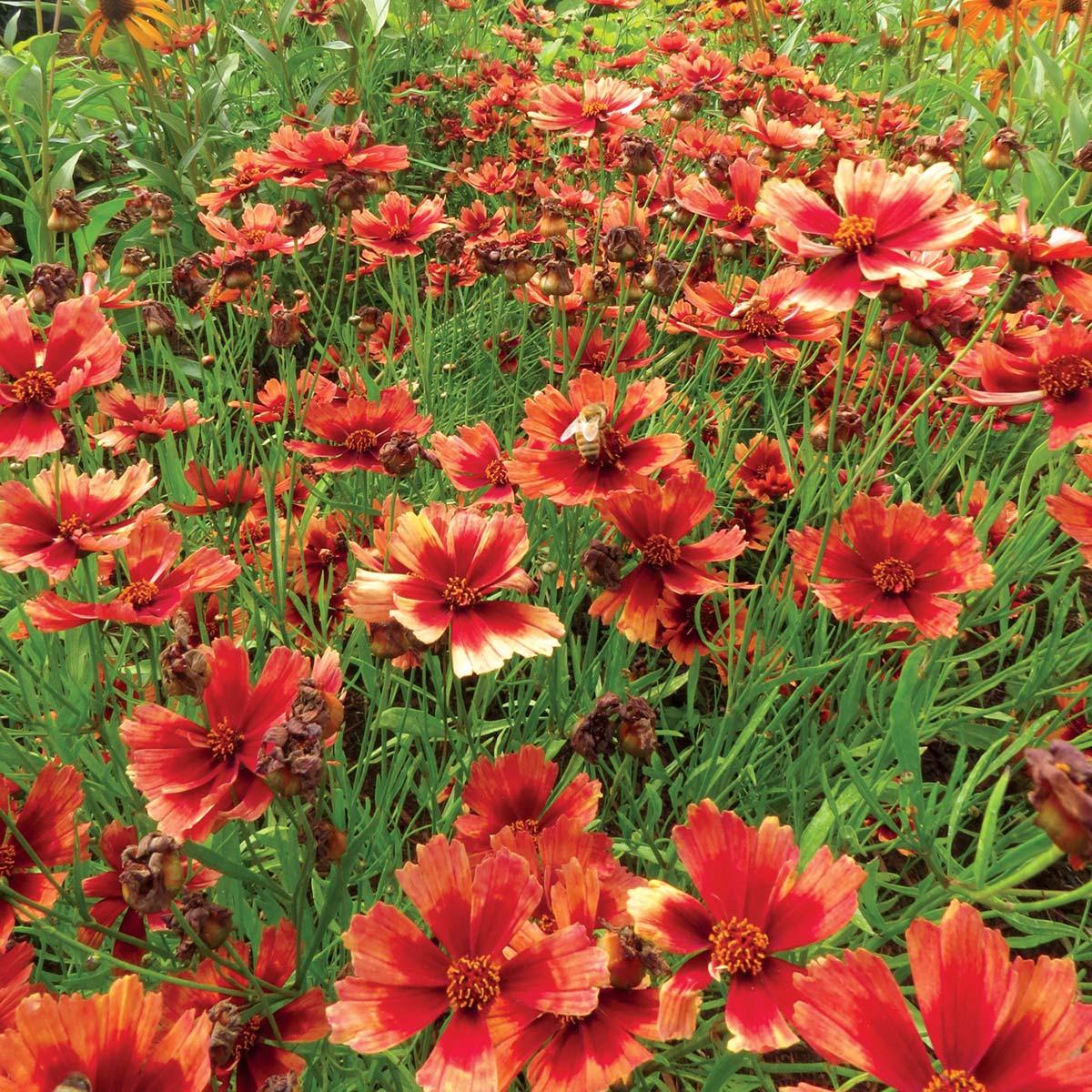 Photo of the entire plant of Hybrid Tickseed (Coreopsis Hardy Jewel ...