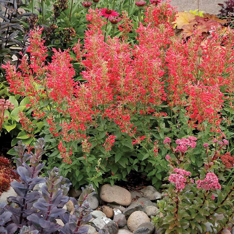 Dwarf Hummingbird Mint (Agastache Kudos™ Red) in the Anise Hyssops ...
