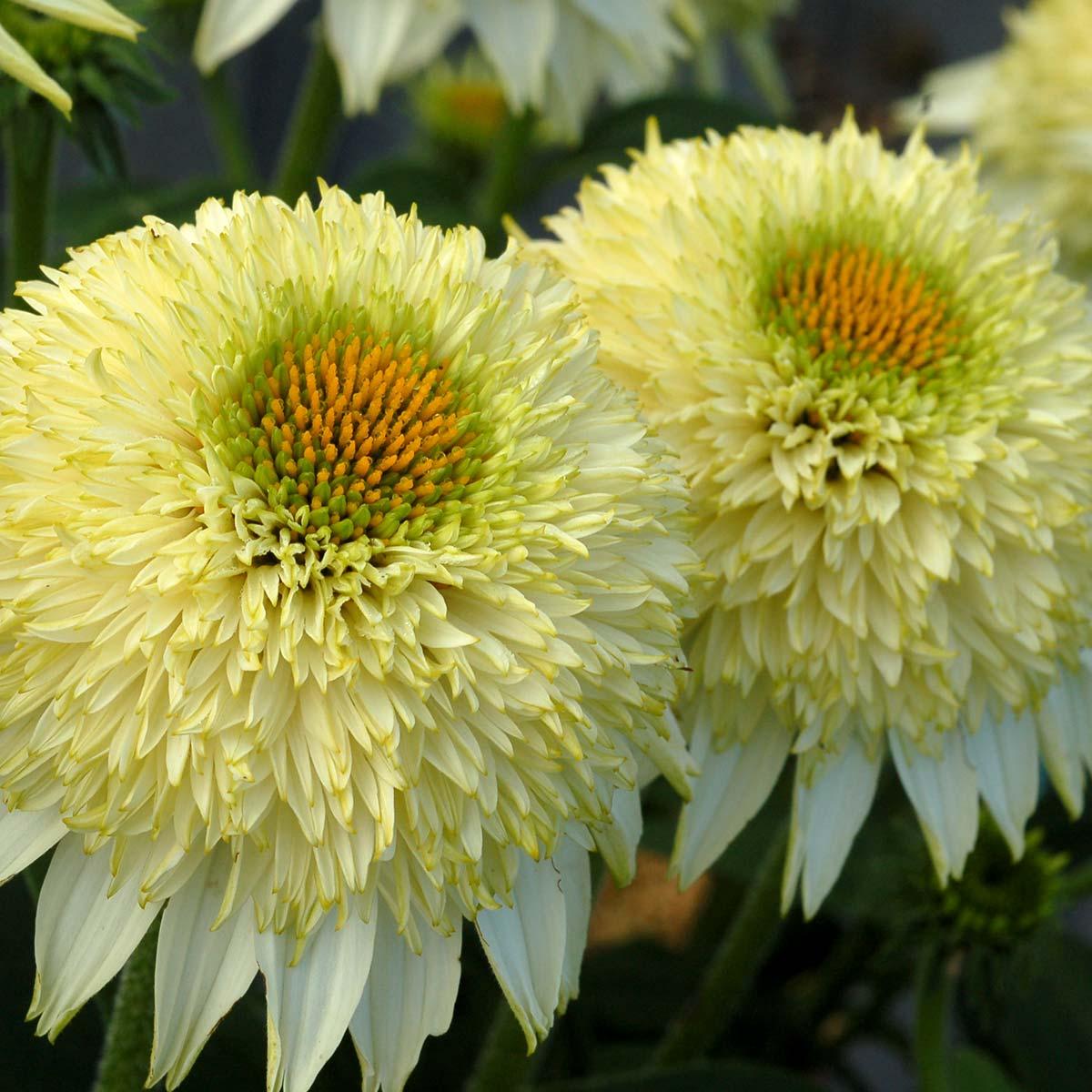 Photo of the bloom of Double Coneflower (Echinacea Puff™ Vanilla ...