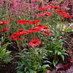 Photo of the bloom of Dwarf Coneflower (Echinacea Kismet® Red) posted ...