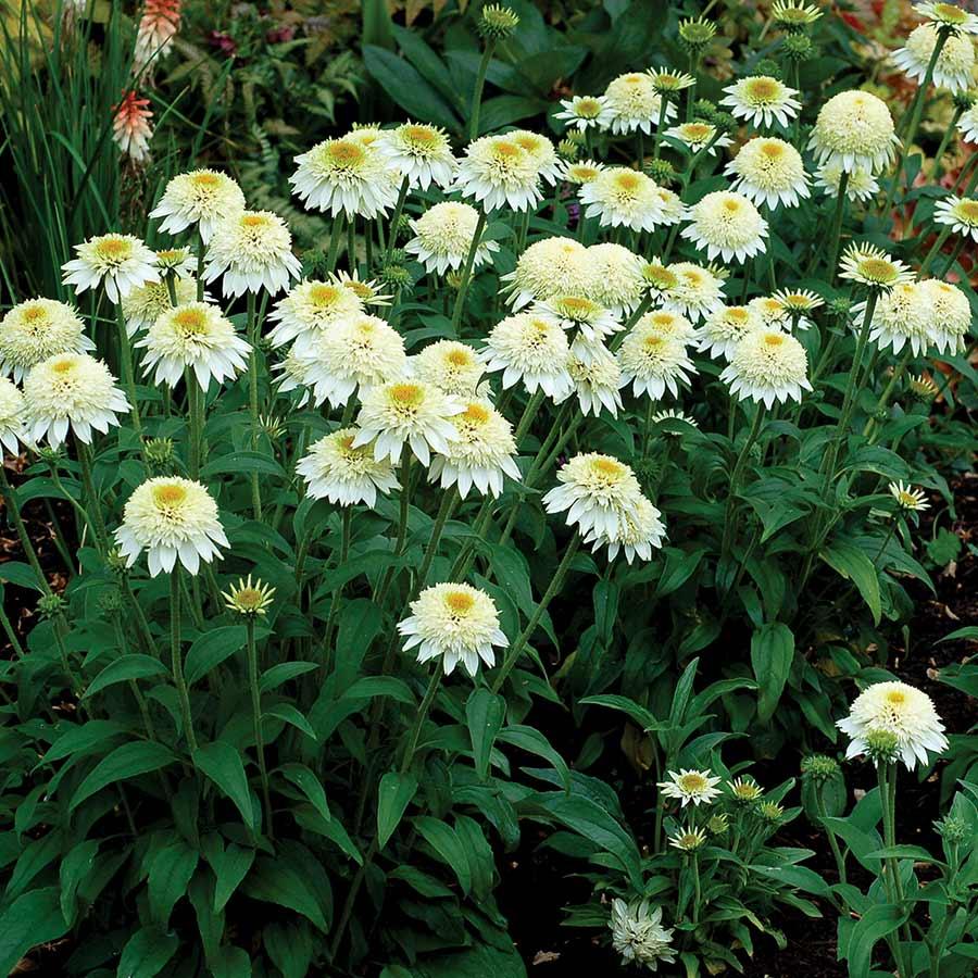 Photo of the entire plant of Double Coneflower (Echinacea Puff™ Vanilla ...