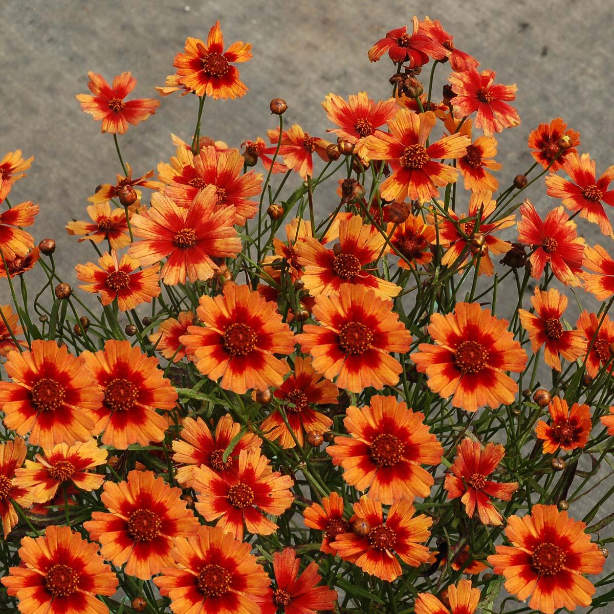 Photo of the bloom of Hybrid Tickseed (Coreopsis Hardy Jewel™ Desert ...