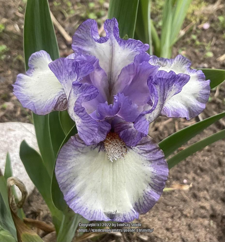 Photo of the bloom of Standard Dwarf Bearded Iris (Iris 'Loop de Loop ...