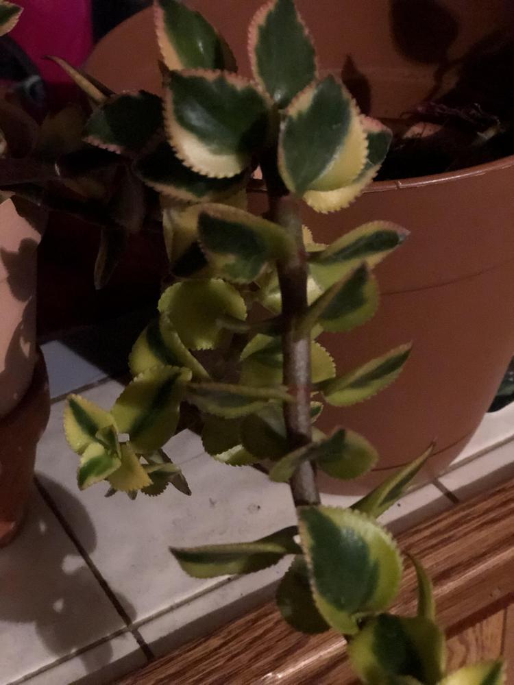Photo of the stem, scape, stalk or bark of Variegated Trailing Jade ...