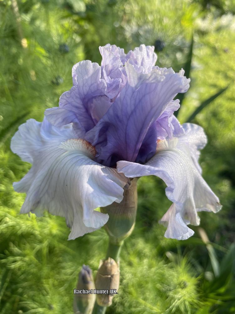 Photo of the bloom of Tall Bearded Iris (Iris 'Fogbound') posted by RachaelHunter - Garden.org
