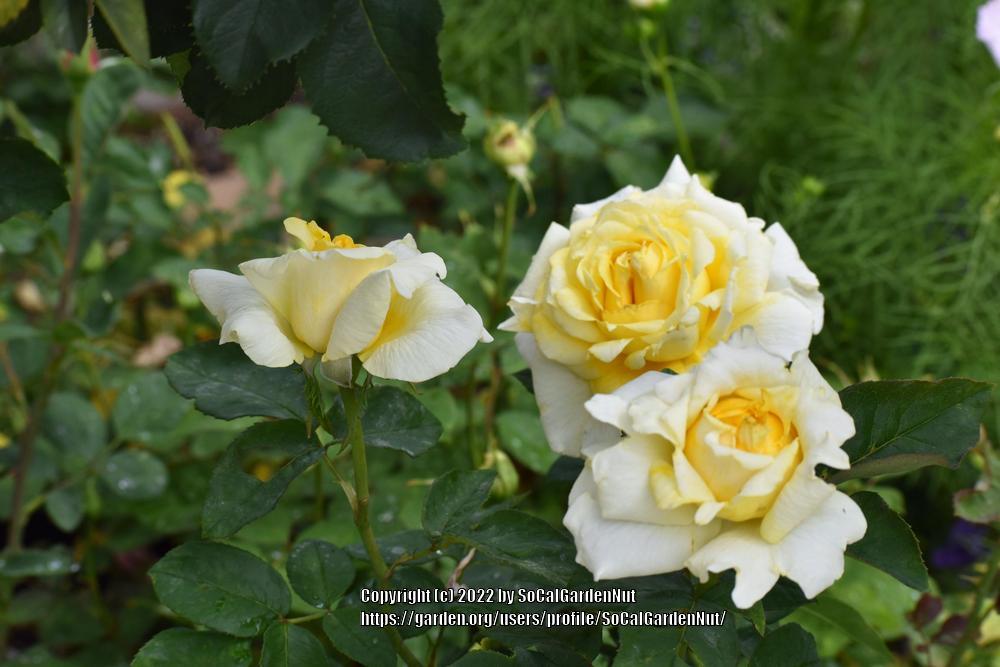 Photo of the bloom of Rose (Rosa 'Chantilly Cream') posted by ...