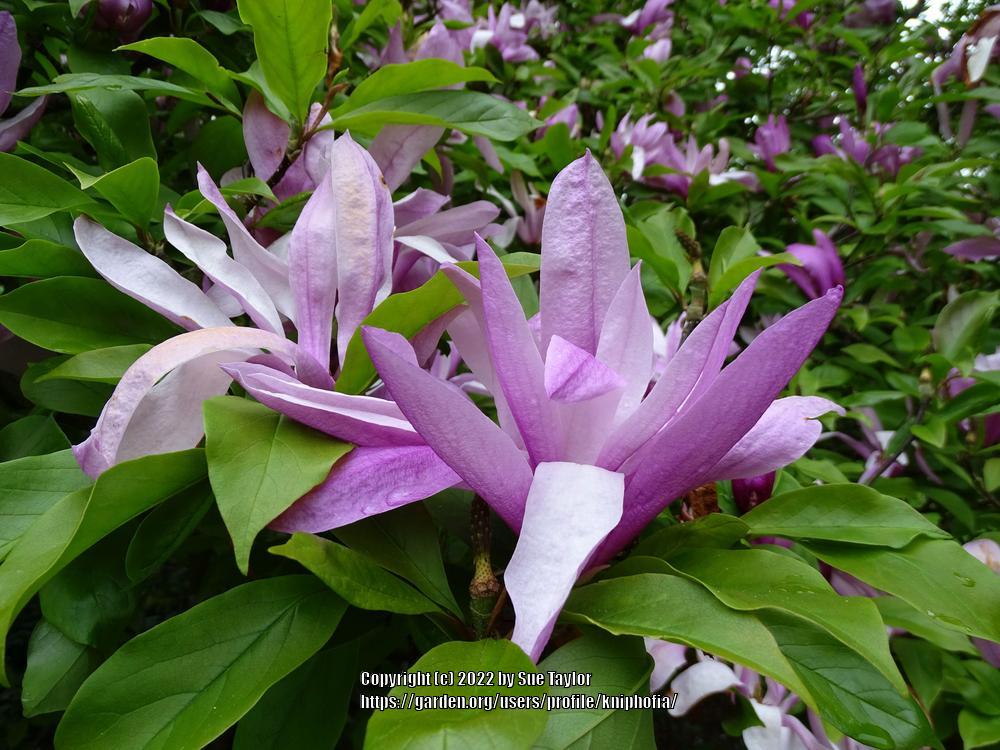 Photo of the bloom of Magnolia 'Ricki' posted by kniphofia - Garden.org