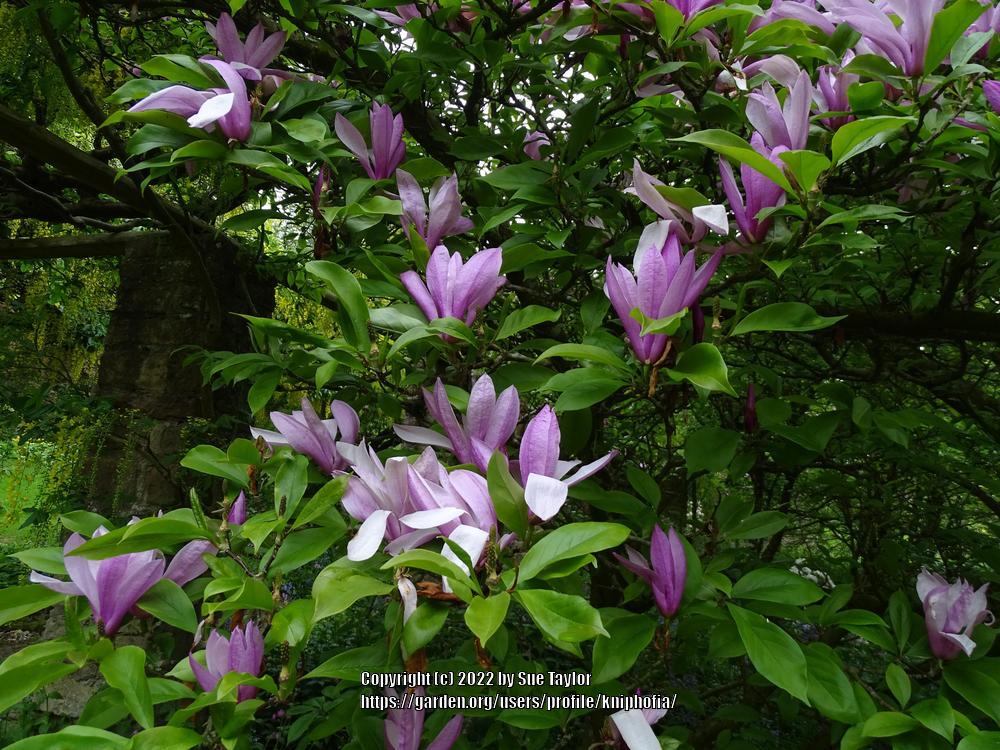 Photo of the bloom of Magnolia 'Ricki' posted by kniphofia - Garden.org