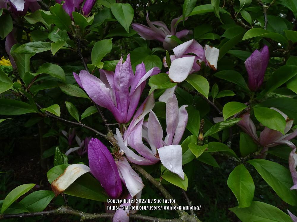 Photo of the bloom of Magnolia 'Ricki' posted by kniphofia - Garden.org