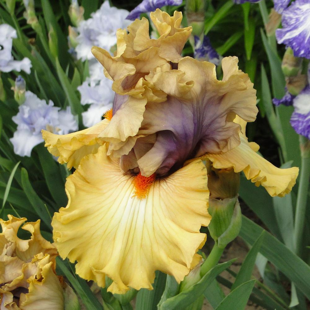 Photo of the bloom of Tall Bearded Iris (Iris 'Color Capers') posted by ...