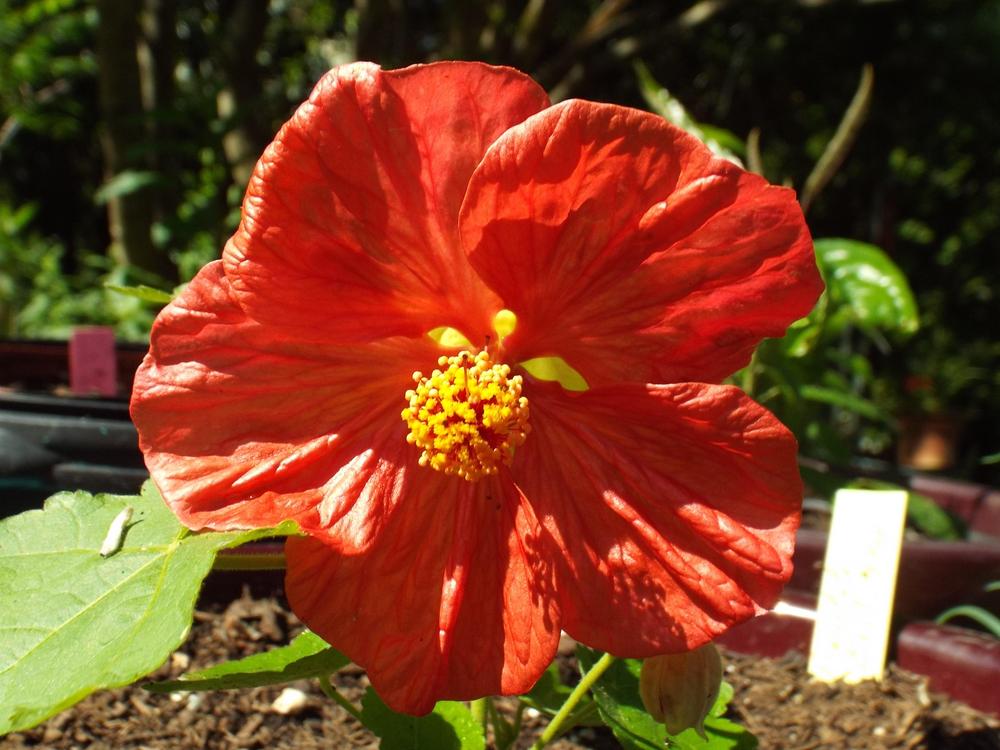 Abutilon 'Bella Select Mix' in the Abutilons Database - Garden.org