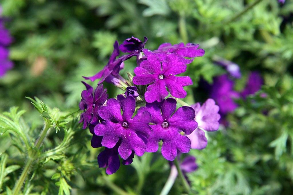 Photo of the bloom of Verbena (Verbena x hybrida Lascar™ Dark Blue ...