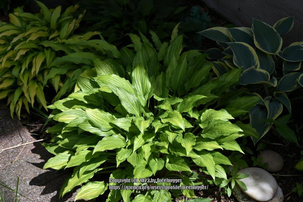 Hosta 'Kisuji' in the Hostas Database - Garden.org