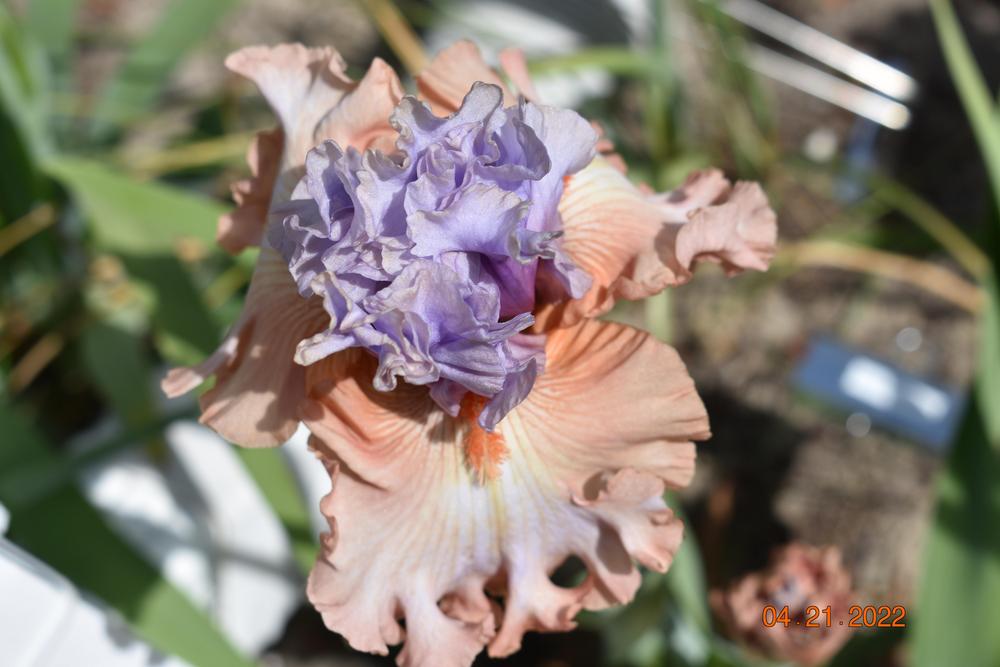 Photo of the bloom of Tall Bearded Iris (Iris 'Awesome Wonder') posted ...