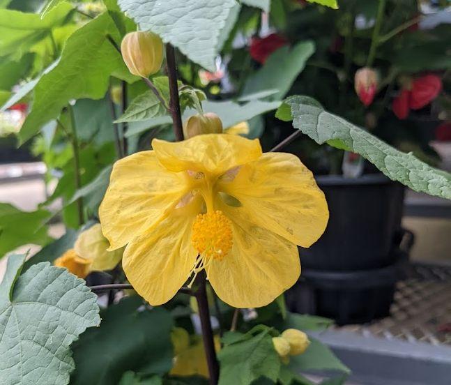 Flowering Maple (Abutilon Lucky Lantern™ Yellow) in the Abutilons ...