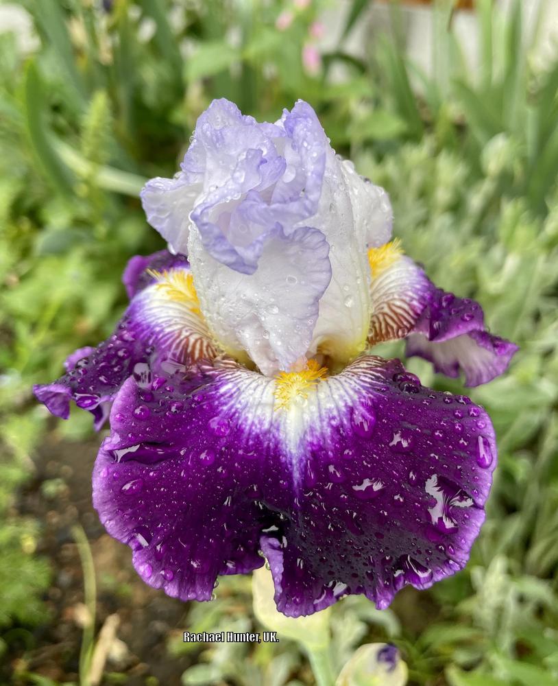 Photo of the bloom of Tall Bearded Iris (Iris 'Charlie Ch') posted by ...