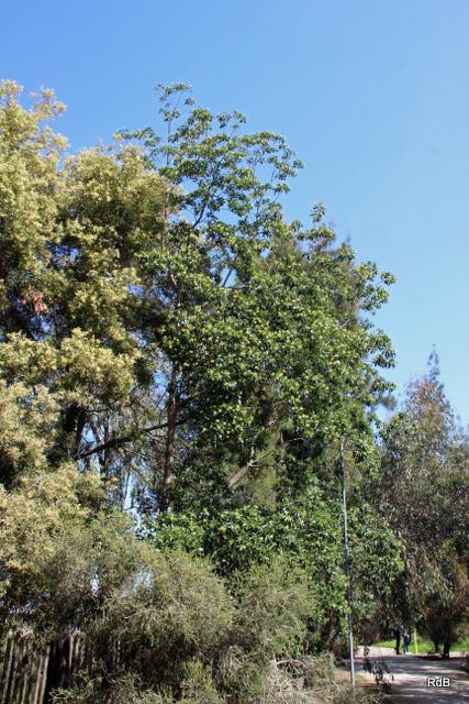 Photo of the entire plant of Sweetshade (Hymenosporum flavum) posted by ...