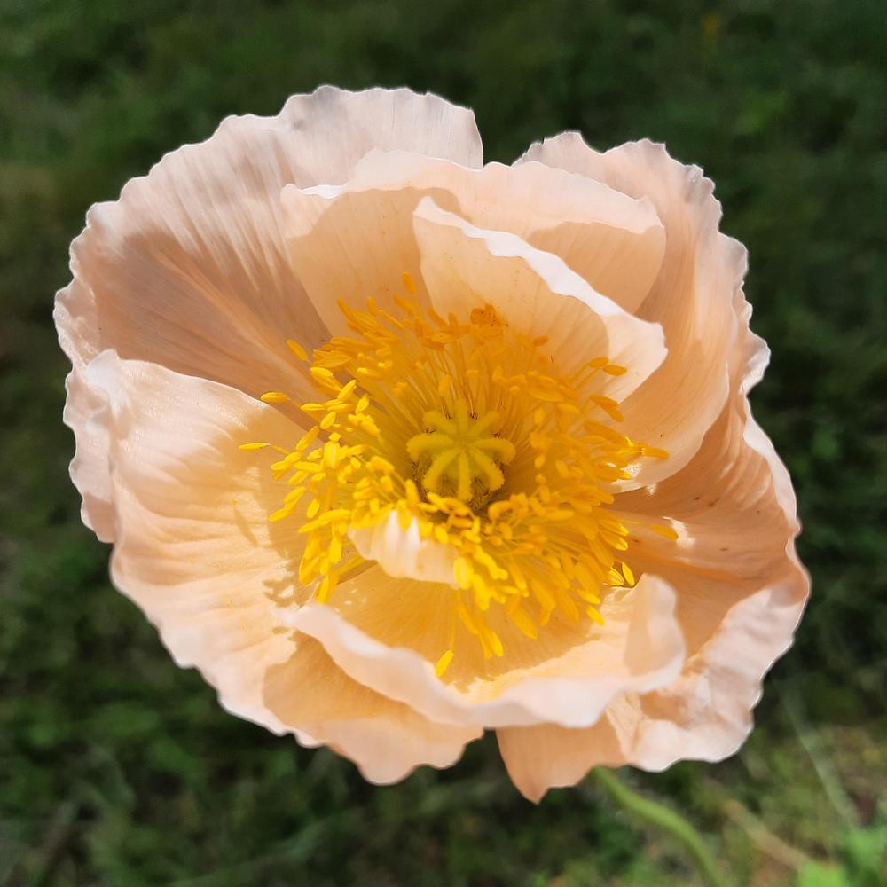 Photo of the bloom of Iceland Poppy (Papaver nudicaule Colibri® Rosa ...