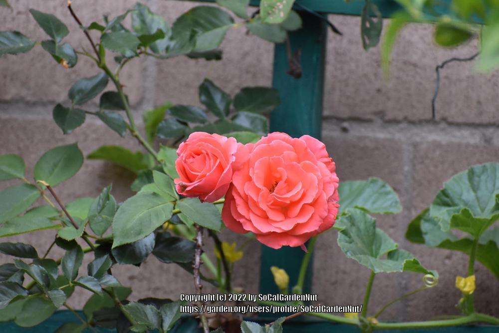 Photo of the bloom of Rose (Rosa 'America') posted by SoCalGardenNut ...