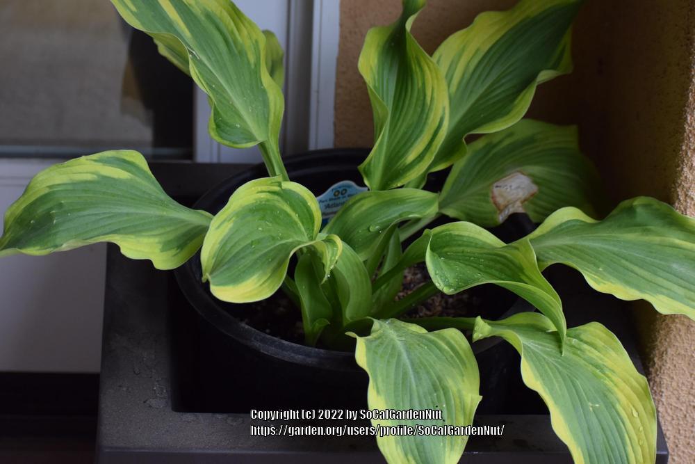 Photo of the entire plant of Hosta 'Atlantis' posted by SoCalGardenNut ...