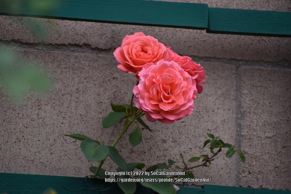 Photo of the bloom of Rose (Rosa 'America') posted by SoCalGardenNut ...